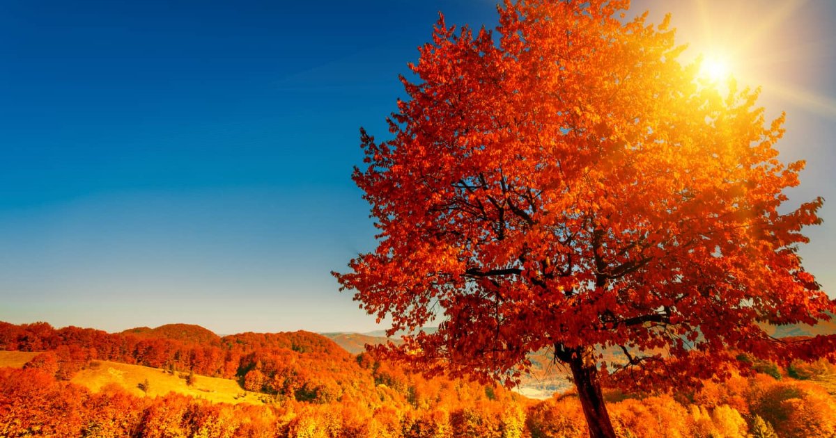 Листопад 2024 — PMG.ua