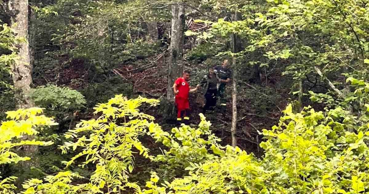 У лісі на чоловіка впало дерево, він загинув на місці — PMG.ua