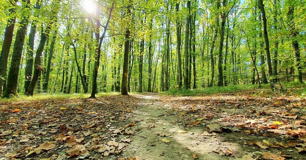 На Закарпатті зникла безвісти літня жінка — PMG.ua