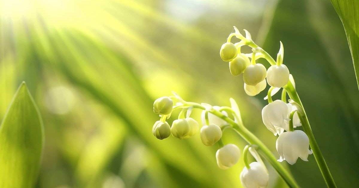 Спецпроєкт за Травень 2024 — PMG.ua