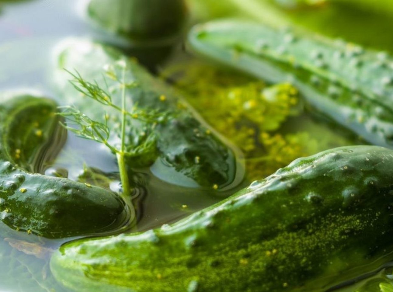 Як приготувати хрусткі малосольні огірки: простий рецепт — PMG.ua