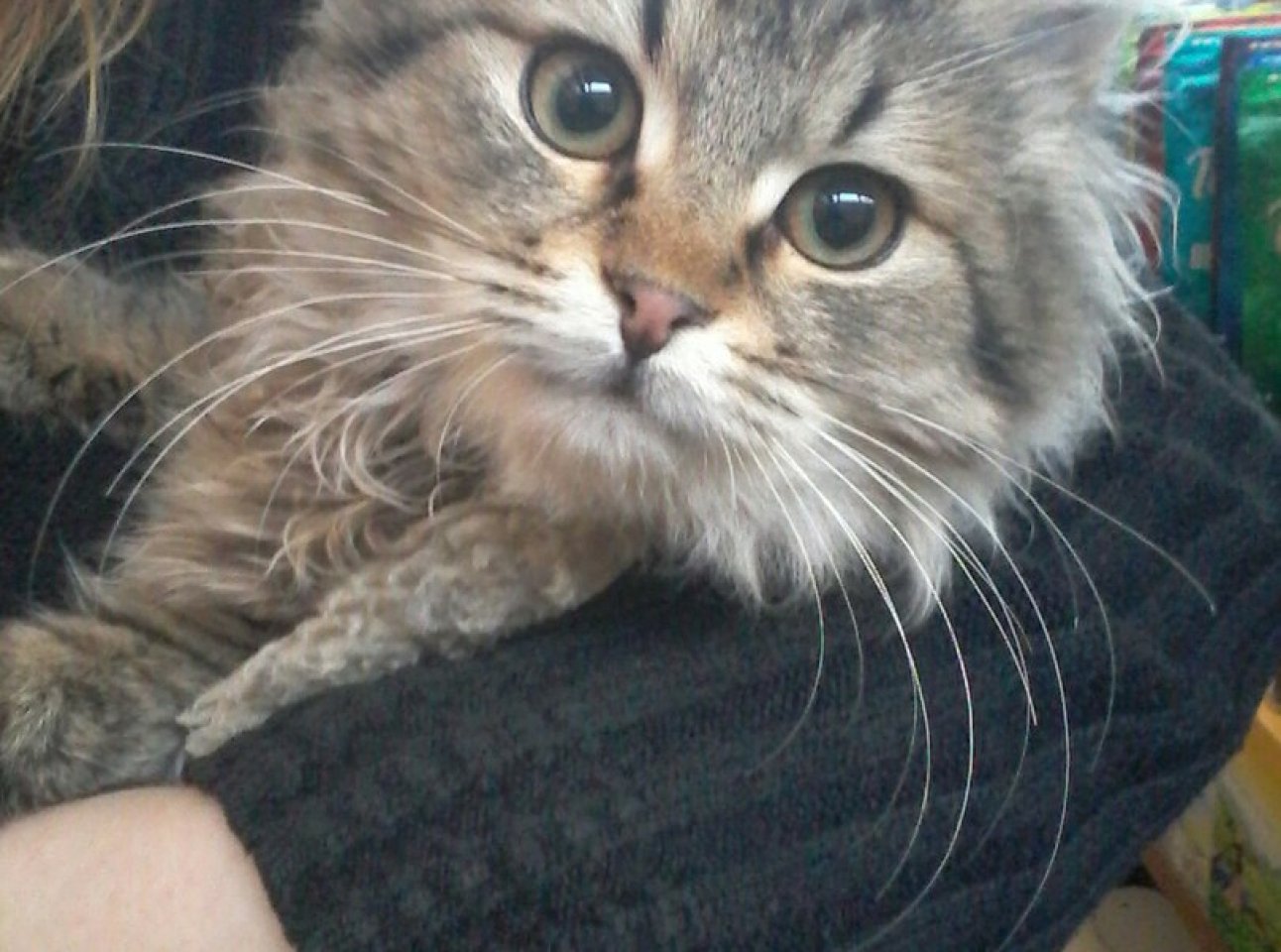 Зникло кошеня — PMG.ua